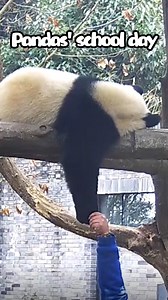 169K views · 10K reactions | Come to check the video of a day of pandas’ school life. By the way, waking pandas up is really a tough task. #HiPanda #CCRCGP #BestJobInTheWorld | iPanda | Facebook