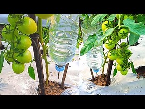 How to make a DIY self-watering system for plants / Surprising Results