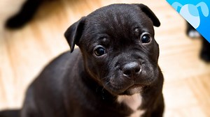 16M views · 12K reactions | Pit bulls are not only adorable, they also make great babysitters! | Animalist | Facebook