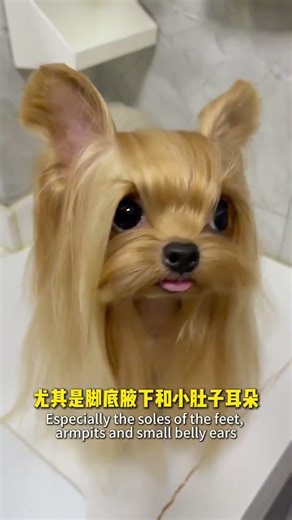 Spring Is Here: Must-Know Safety Tips for Dog Owners