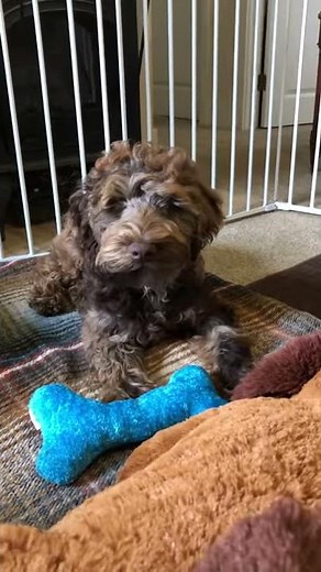 5 month male merle Australian Labradoodle SOLD