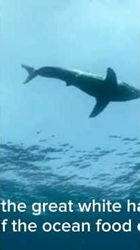 Orca Vs Great White Shark #shark #facts #animals #greatwhiteshark #whale