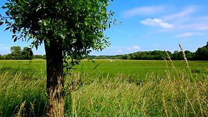 Plain, Agricultural Field