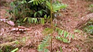 How Stuff Works S01 E12