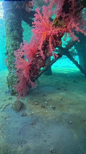 14K views · 177 reactions | Piers explode with life and colors! Wait...