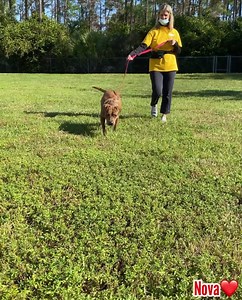 28 reactions · 31 shares | ‼️ Pulled and safe with Gulf Coast Humane...