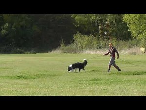 Tracking with dogs (an introduction)