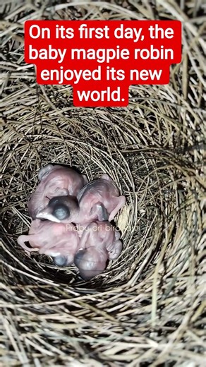 On its first day, the baby magpie robin enjoyed its new world.#burung #ShamaBreeding