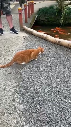 37K views · 236 reactions | Hunting skills of cats will amaze you ! 藍 #funnyvideo #FunnyCats #funnycatmoments #funnycatvideo #catoftheday #cat #catsofinstagram #catlover #pets | Pet Lovers | Facebook