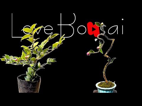 From weeds to masterpieces - love bonsai