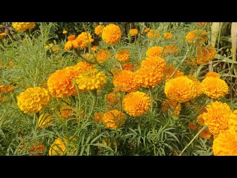 Preeti Verma is live! जय माता दी आप सभी का स्वागत है हमारे लाइव स्ट्रीम में 🙏🙏