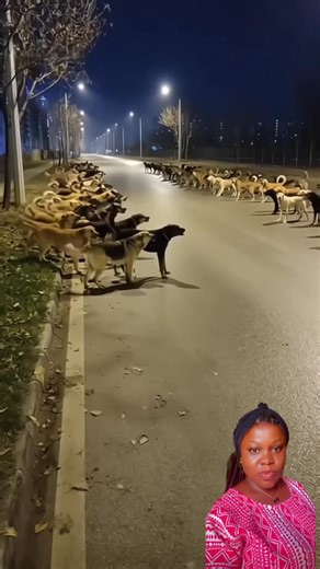 Dogs barking competition please come with your dogs to register for this #animals #dogs #safe #post | Ify’s lifestyle