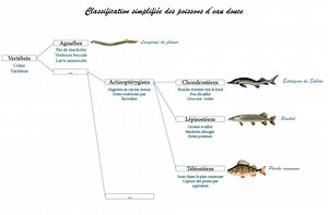 La classification des poissons d’eau douce