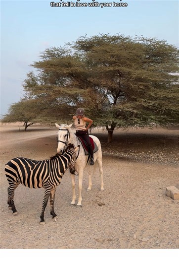 ‏This is a unique experience #zebra #horsesafari #safari #satire | Safari