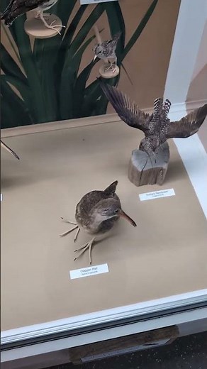 clapper rail