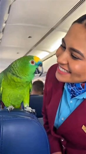 So cute conversation #parrotlife #ParrotJokes #funnyvideos #facebookfunnyreels #parrotlover | Parrot talk and pranks