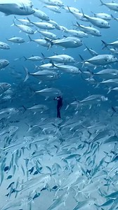 6.6K views · 400 reactions | Becoming a #Freediver isn't just an...