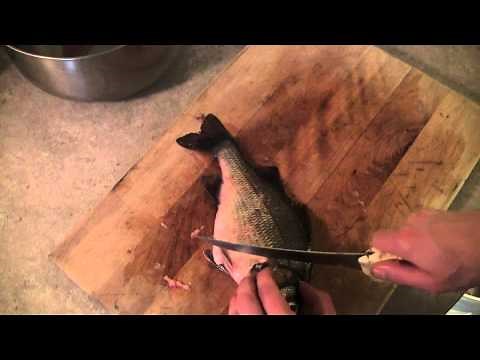 How to fillet a white perch