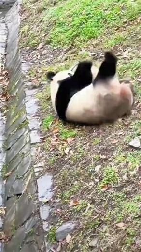 😭💔Baby Red Panda Dropped By Mom – But Why?… | Animal Points