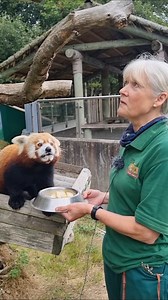 3.3K views · 154 reactions | When is the best time to spot the #RedPanda here in the Wildlife Park? We're coming into the best time to spot them, the less leaves on the trees the easier it is to spot them high up in the branches. | Fota Wildlife Park | Facebook