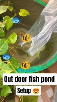 fish pond🐠😍fish pond set-up #outdoors #outdoorpond #fish #guppy