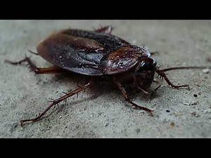 Cockroach Sound Effect.