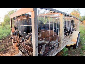 HUGE GROUP Of Wild Hogs Trapped