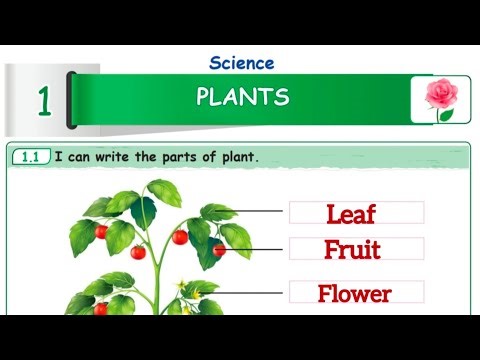 3rd std Science Malar Term 2 unit 1 workbook answers/ 3rd science unit 1 Plants workbook answers