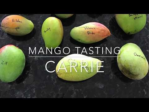 Taste Testing Florida Mangos - Carrie Mango