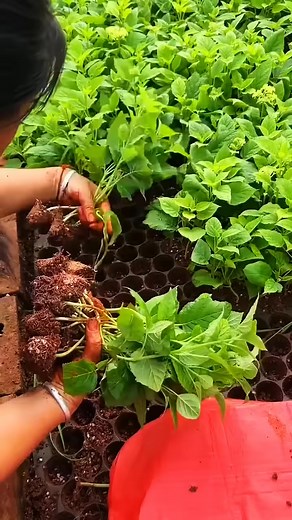 1.8M views · 6.2K reactions | Beautiful Hydrangea Seedings satisfying farming | Alex Reels | Facebook