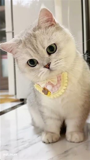 cute cat😺