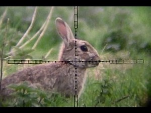 Rabbit Hunting with a .22LR Part 1, (WARNING!! GRAPHIC FOOTAGE)