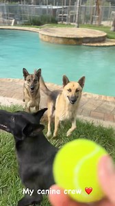 19K views · 361 reactions | A couple of my dogs would jump into an erupting volcano for their ball 藍❤️. Singlevisioninc.Org | Single Vision, Inc. | Facebook