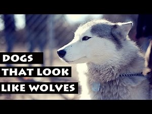 List Of Dogs That Look Like Wolves | Dog Breeds