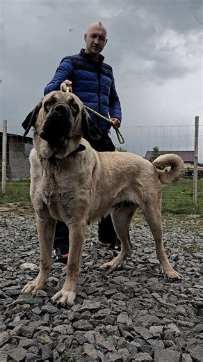 The ancient dogs of the pharaohs of Egypt #akmtransilvania #malakli #kangal #viral #bigdog #bigdogs #doglovers #dogshow #dogsofinstagram #fci #anatolianlion #anatolianshepherd #aksaray #lion #kennel #top #transylvania #romania #turkish #turkishdog #mastiff #mastifflove #bestkennel #guarddog #alabai | Achim Kangal Malakli