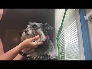 How to maintain a schnauzer beard