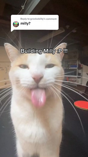 Building Silly Milly - Minecraft Cat Memes Compilation