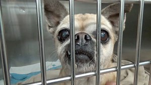 4.9K views · 714 reactions | RETURNED TO OWNER - moved to SAFE Album...