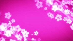 Cherry Blossom Loop Background Material Stock Footage Video (100% Royalty-free) 1101775829 | Shutterstock