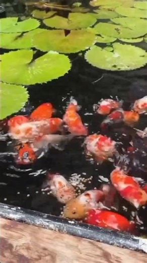 🌈 Colourful fish eating food 🐠✨ | Most satisfying fish feeding video