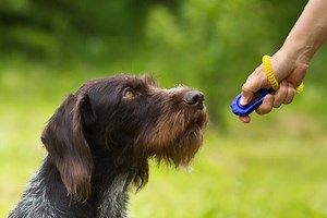 Clicker training pour chien | zooplus Magazine