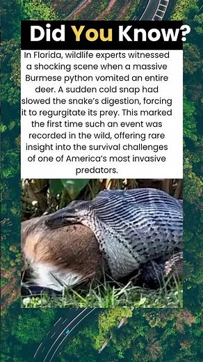 Florida Python Vomits Entire Deer – Wild Wildlife Moment!