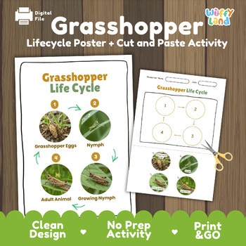 Grasshopper Life Cycle Chart & Cut and Paste Activity | Insect Biology Worksheet