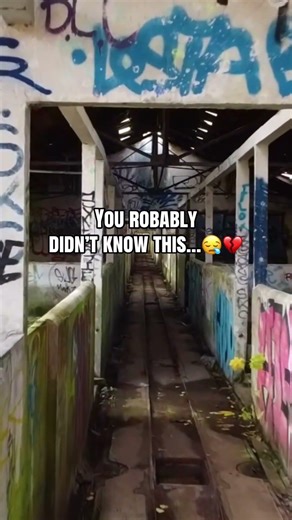 Did you know?Wombats have cube -shaped poop.New facts every day! #facts #didyouknow #learn #shorts