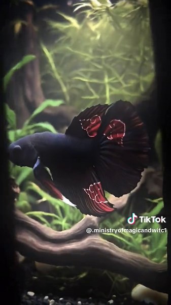 Naruto's Hilarious Fish Scene Compilation