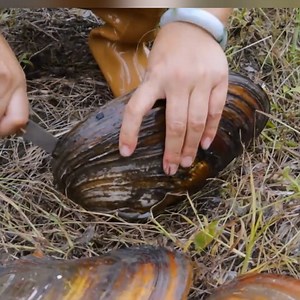 371K views · 8.1K reactions | A millennium old clam shell was found in the deep mountain canal, and its pearls have turned golden Watch until the end of the video there is a surprise for you | Chichaitos Moroveños | Facebook
