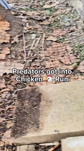 1.1K views |  What Happens When You Rush a Coop… Here’s a real...