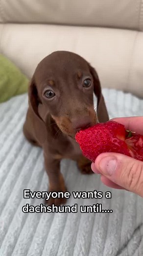 #doglovers #lolathedachshund #henrythedachshund