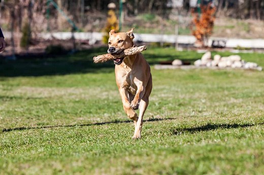 Pit Bull and Golden Retriever: Everything You Need to Know About the Mix