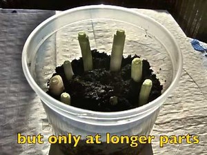 REGROWING SPRING ONIONS AT HOME